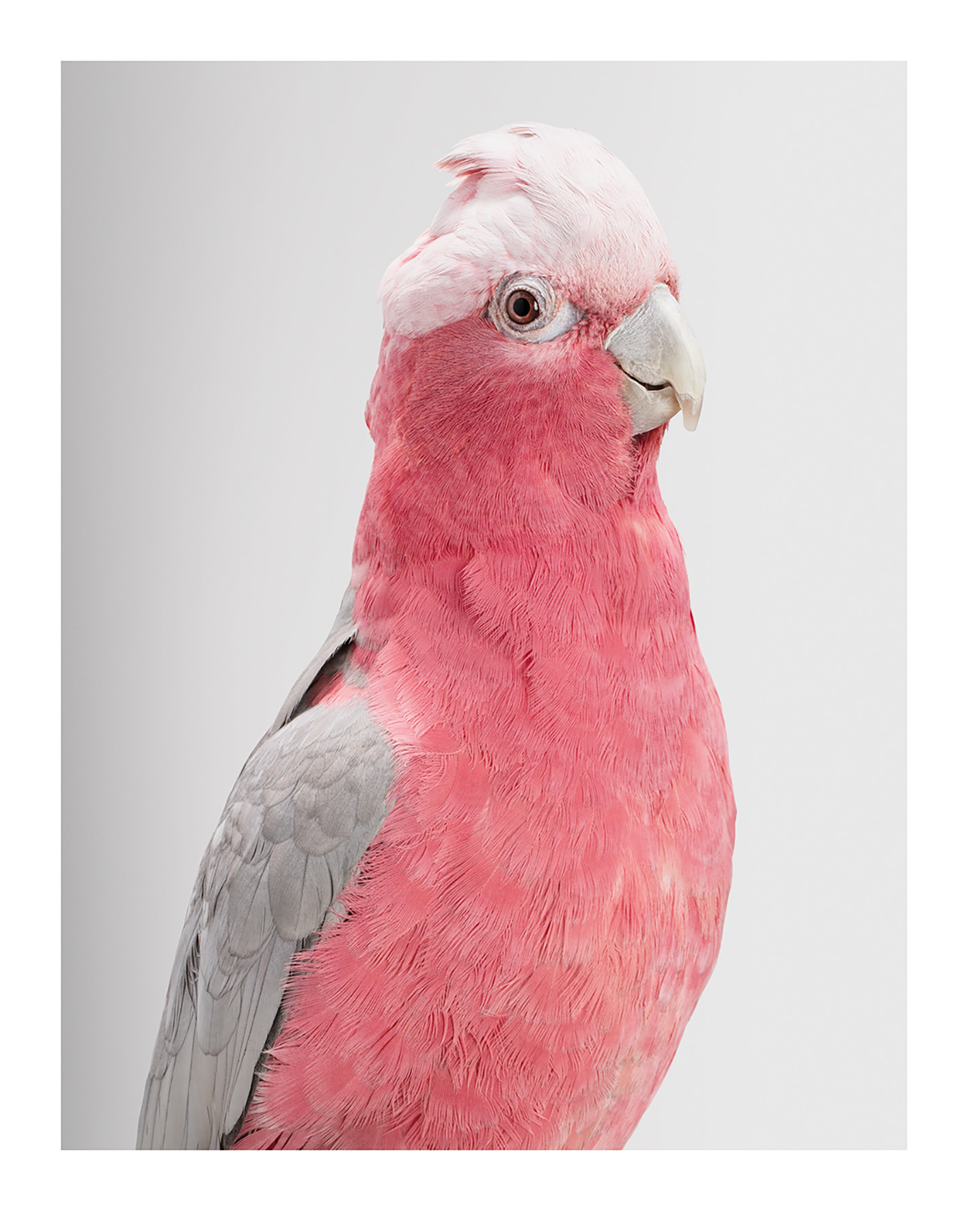 Flatland Gallery - Leila Jeffreys